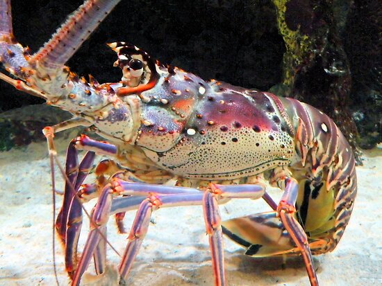 "Colorful Lobster" by Rosalie Scanlon | Redbubble
