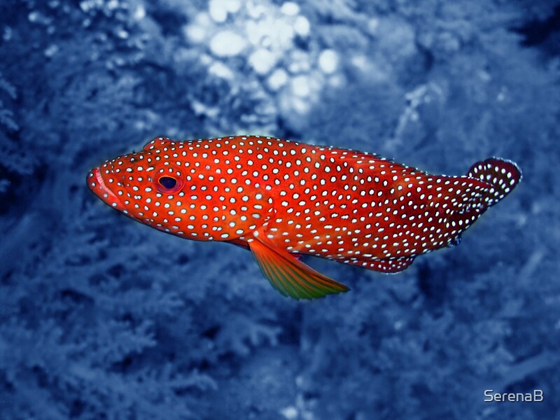 "Coral Trout" by SerenaB | Redbubble