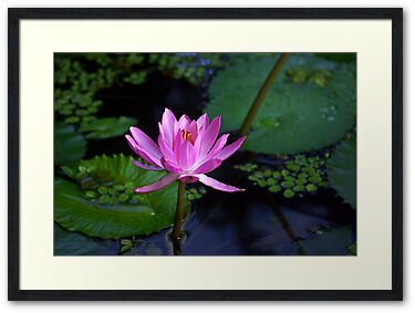 "Arisen ~ Pink Water Lily" by Kerryn Madsen-Pietsch | Redbubble