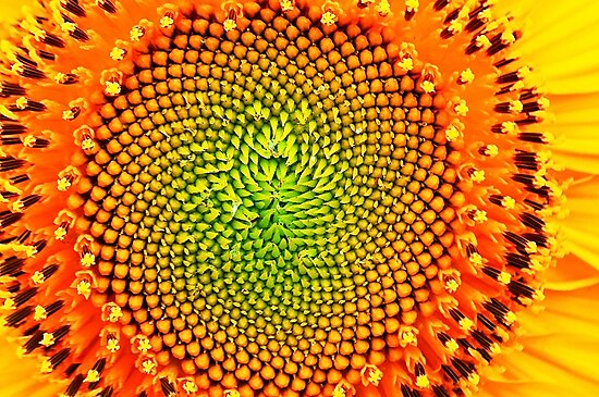 "Sunflower Center" by joevoz | Redbubble