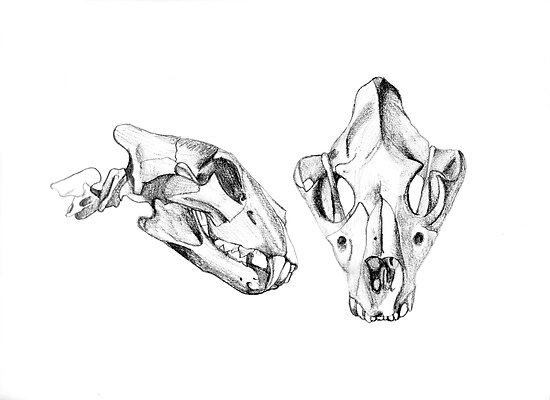 Lion Skull Diagram