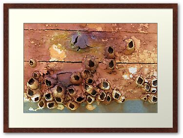 "Empty Barnacle Shells On an Old Boat" by AuntDot | Redbubble