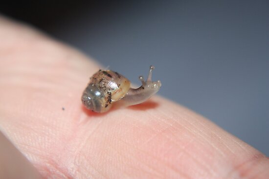"Baby Giant African Land Snail 5" by EmilyWednesday | Redbubble