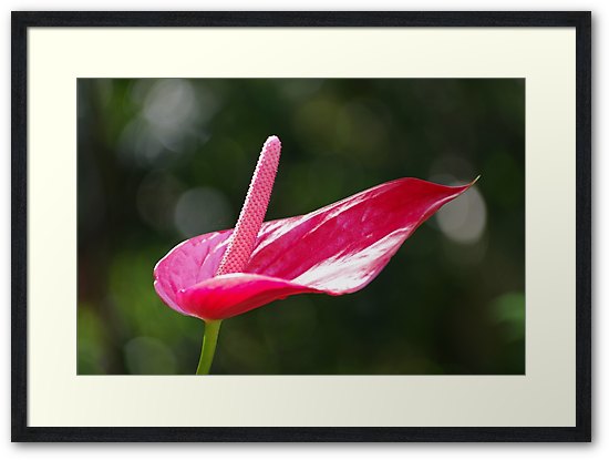 "Pristine - Rose Red Anthurium Lily" by Kerryn Madsen-Pietsch | Redbubble