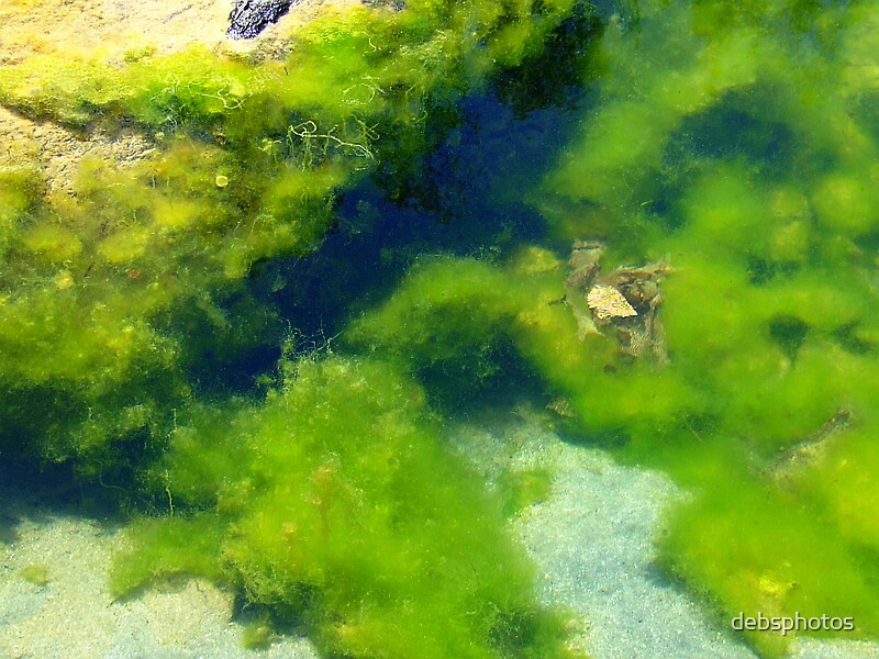 "Green Sea Algae...." by debsphotos | Redbubble