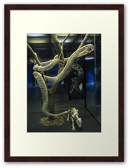 "Reticulated Python Skeleton" by Marilyn Harris | Redbubble