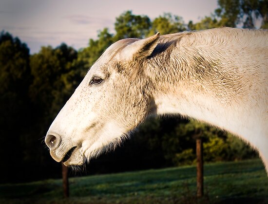 [S4E1] My friend Andy as Polliver with Maisie Williams and Rory McCann ...