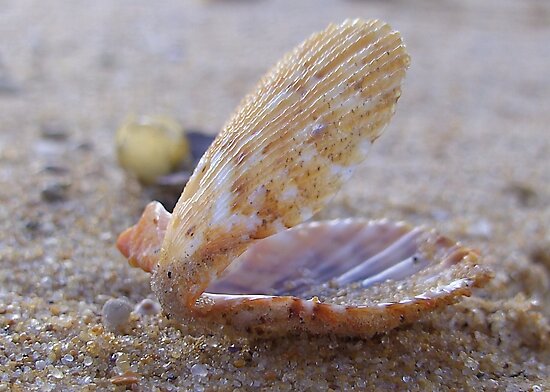 "Open Seashell" by largo | Redbubble