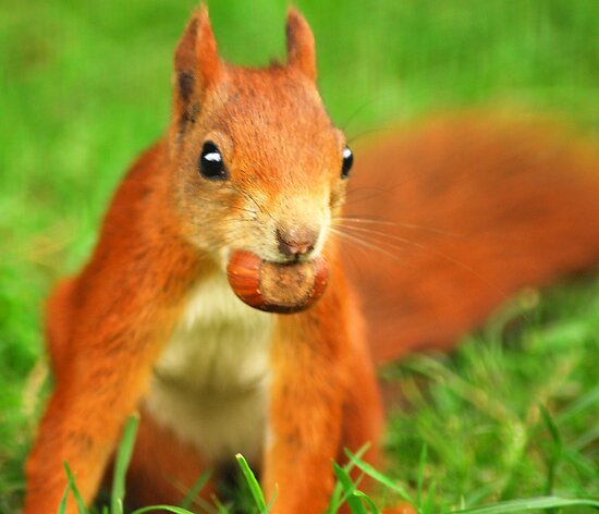 Sitios Usados - Ardilla Ardiente Amenazada de Venezuela
