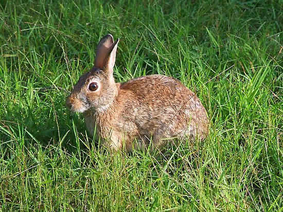 "Brown Bunny Rabbit" by Stephen D. Miller | Redbubble