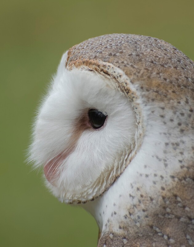 "Fluffy face - barn owl profile" by Jenny Dean | Redbubble