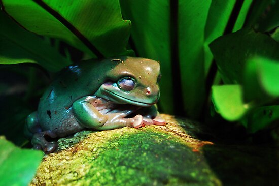 "Sleeping Frog" by Karina Kaiser | Redbubble