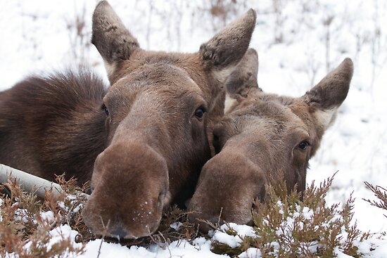 *moose calls*