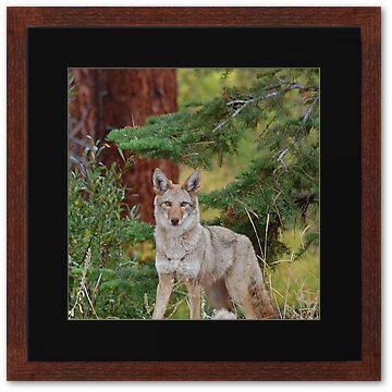 ""The Stare-down"" by Tom Deters | Redbubble