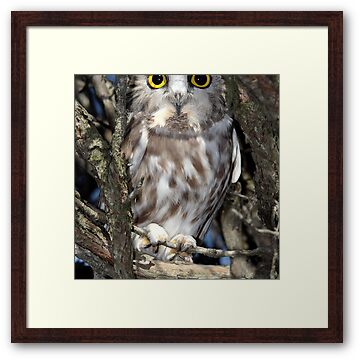 "Northern Sawhet Owl/ Eight Inches Tall " by Gary Fairhead | Redbubble