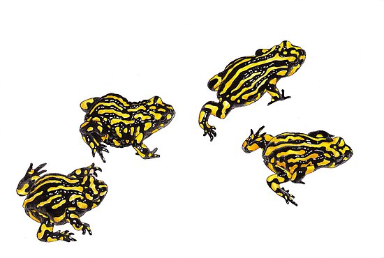 "Corroboree frogs - work in progress" by Laura Grogan | Redbubble