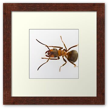 "Scottish Wood Ant (Formica aquilonia)" by Gabor Pozsgai | Redbubble