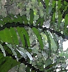 "Rainforest painting" by Jayson Gaskell | Redbubble