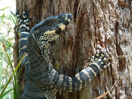 "Goanna in tree, Bombah Point, NSW (1)" by DashTravels | Redbubble