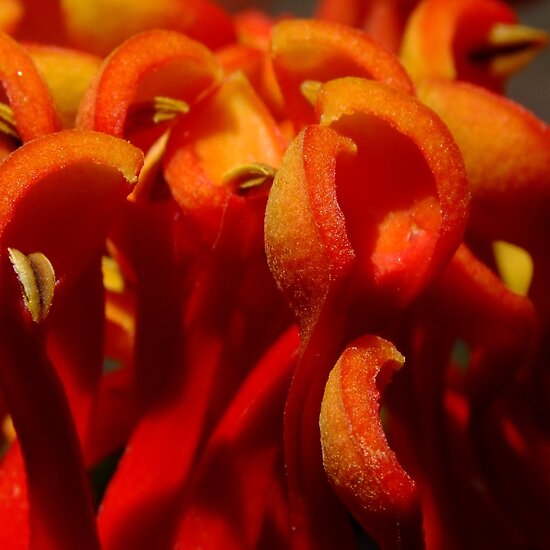 "Australian Native - Fire Wheel Tree (Stenocarpus sinuatus)" by ...