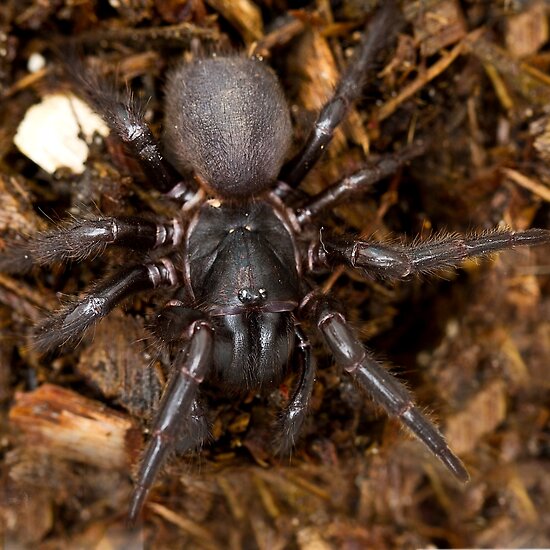 "Funnel-Web Spider (Female)" by Normf | Redbubble