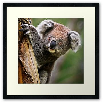 "How Much Can A Koala Bear!" by Stephen Ruane | Redbubble